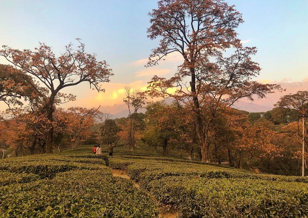 Kangra Tea Flavors and Exploring the Rich Heritage